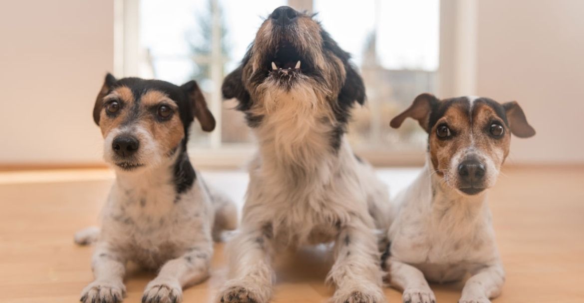 ¿Cómo hacer que un perro deje de ladrar? | Blog Popas