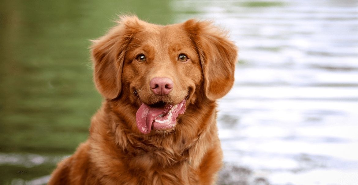 ¿Cómo saber si tu perro es feliz? | Blog Popas